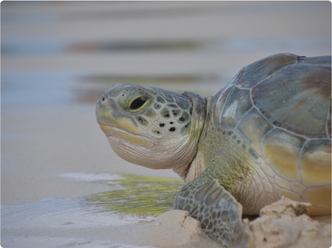 Caribbean Utilities Company, Ltd. | About CUC